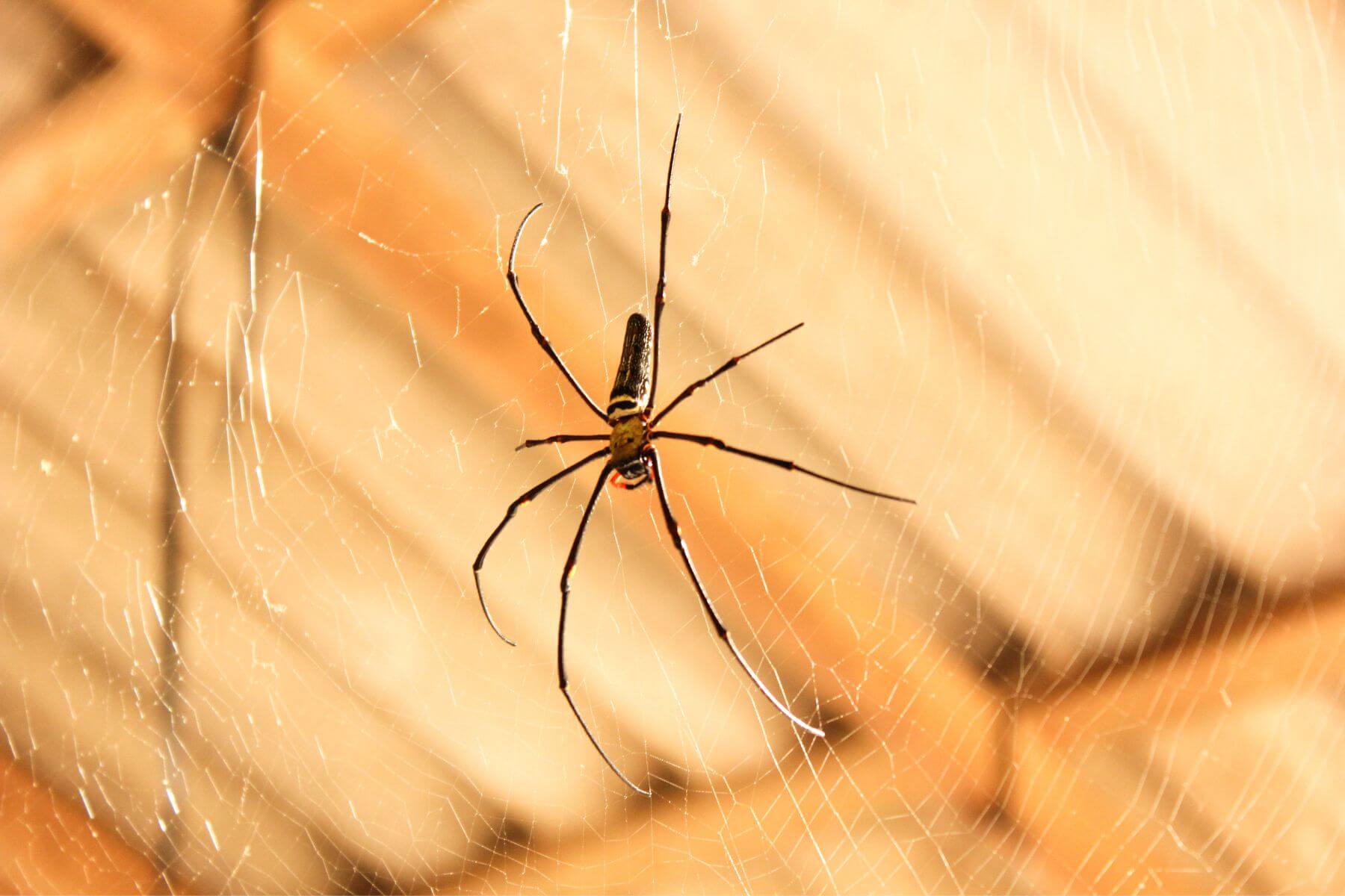 Spider Treatment Services in Gippsland • Venatic Building and Pest ...